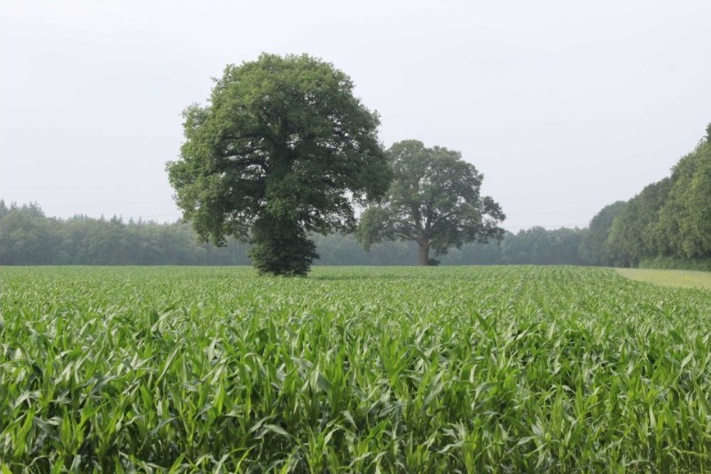 Kairos | Concertzender | Klassiek, Jazz, Wereld en meer